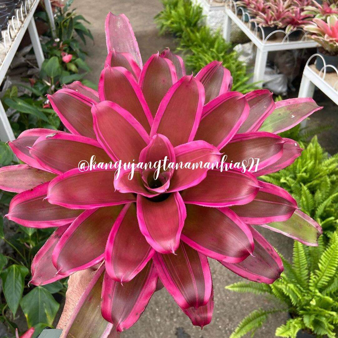 TANAMAN HIAS BROMELIA HIDUP, BROMELIA TANAMAN HIDUP | BISA BAYAR ...