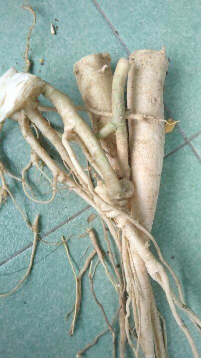 AKAR PEPAYA ORIGINAL SEGAR KEMASAN 1 KG | Lazada Indonesia