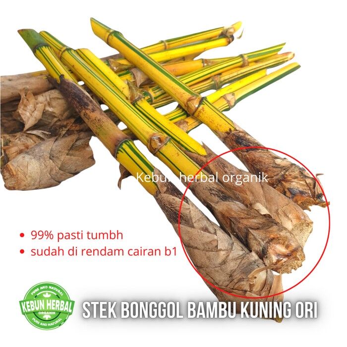 Jual Bambu Kuning Panjang 2 Meter Terbaru - May 2024 | Lazada.co.id