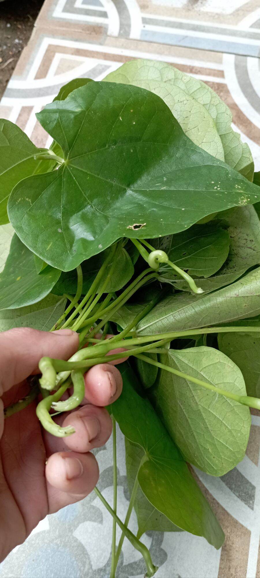 Daun brotowali patrawali per 10 lembar | Lazada Indonesia