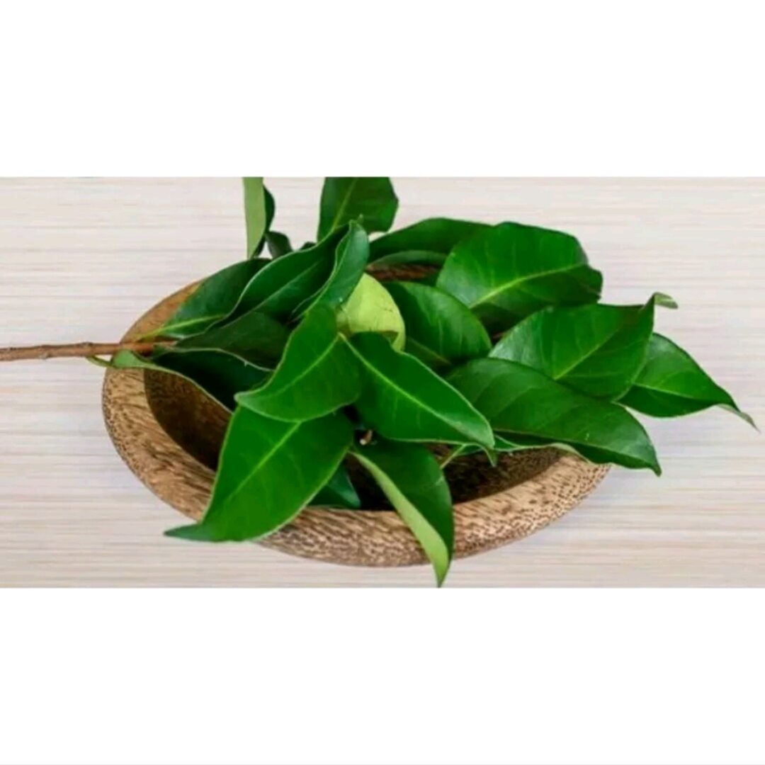 Daun Salam Segar Fresh 1 Kg | Lazada Indonesia