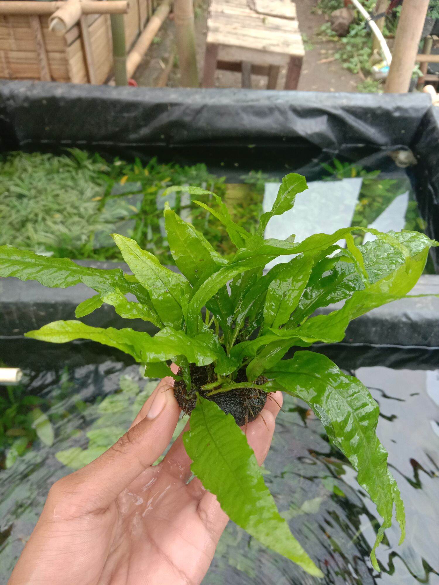 kadaka java fern media wabikusa tanaman aquascape low co2 | Lazada Indonesia