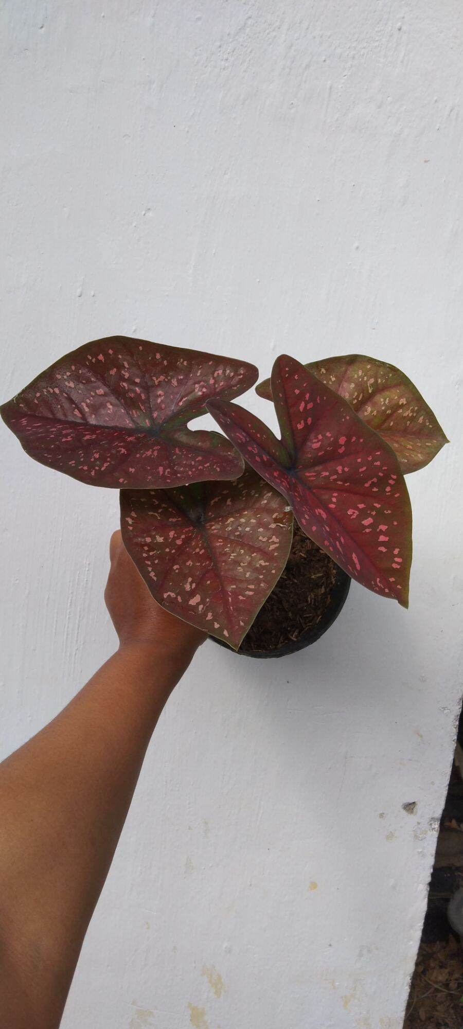 Caladium Dark Choco | Lazada Indonesia