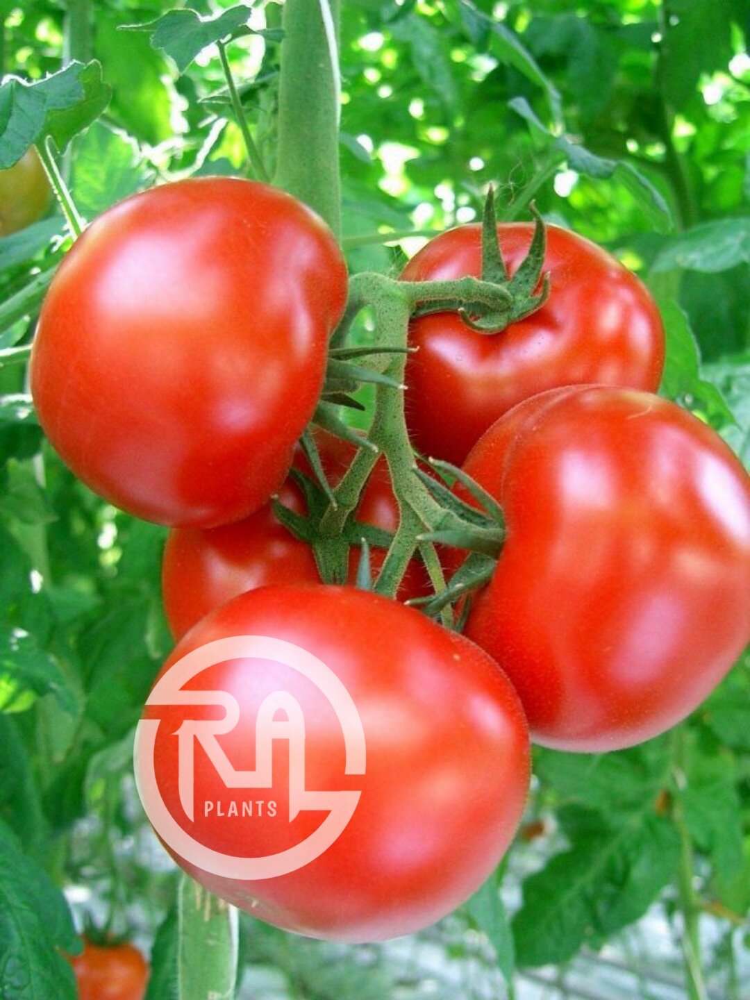 bibit tomat super 50 biji siap tanam benih tomat selvi f1 | Lazada ...