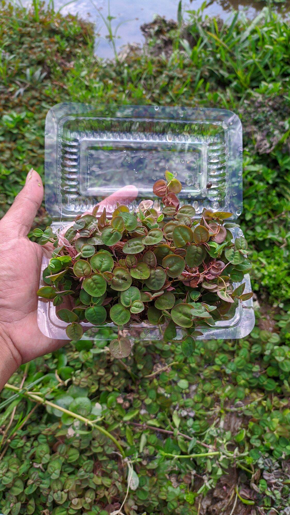 red root floater. phyllantus fluitans tanaman aquascape, MIKA JUMBO ...