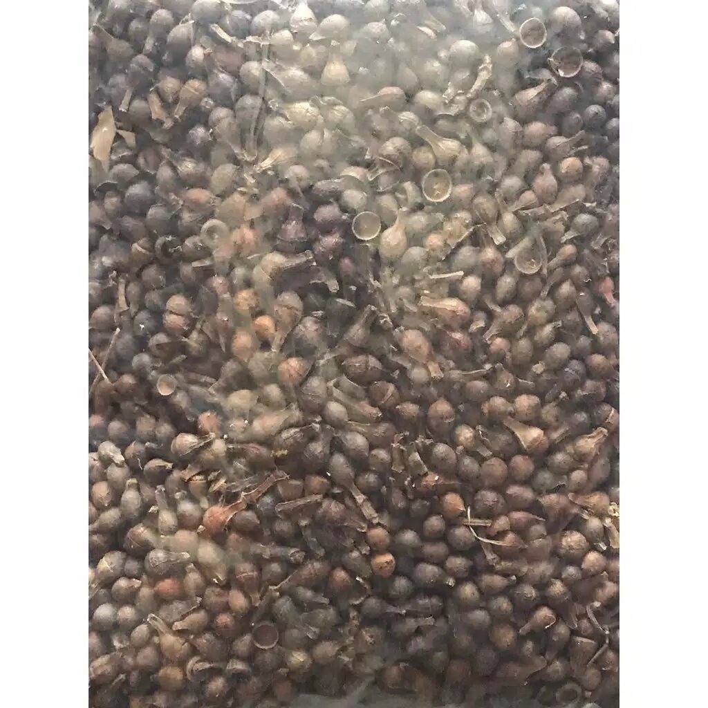 Ceplikan 1kg / Jamu Ceplik sari kering / Ceplik kering | Lazada Indonesia