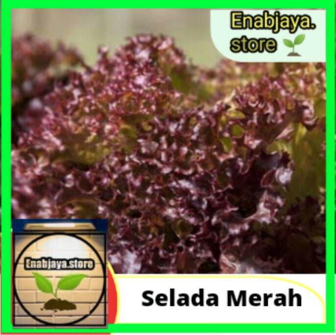 Benih Selada Merah / Red Lettuce Bisi unggul Lokal (Repack) | Lazada ...