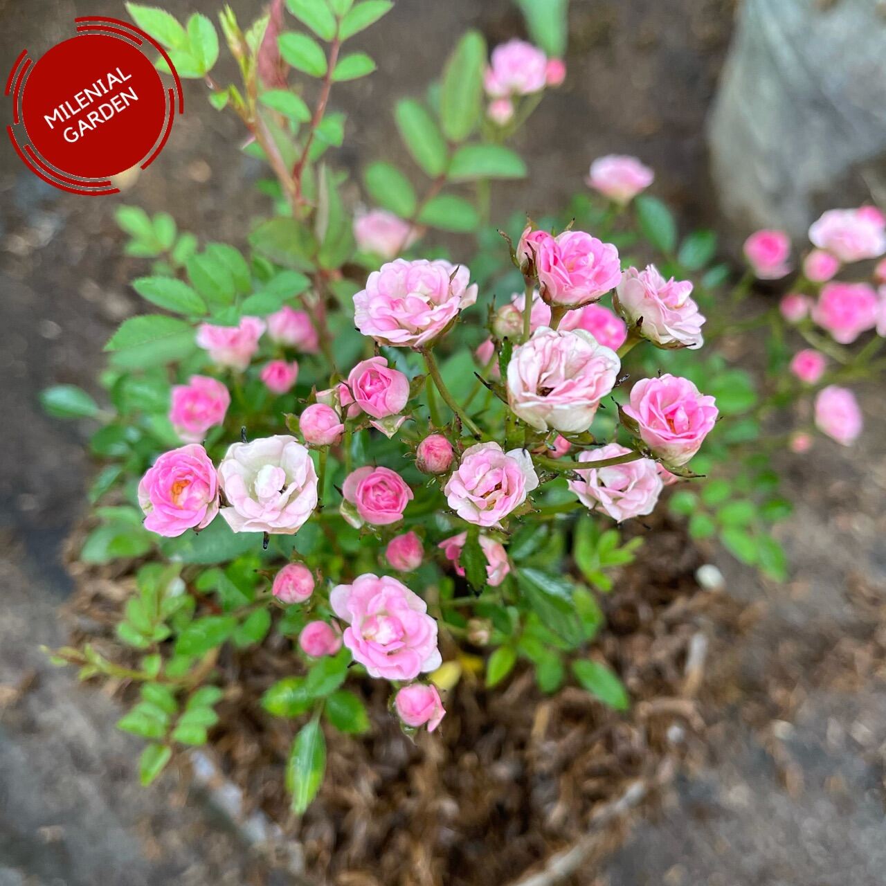 Tanaman hias import mawar minion tanaman hidup | Lazada Indonesia