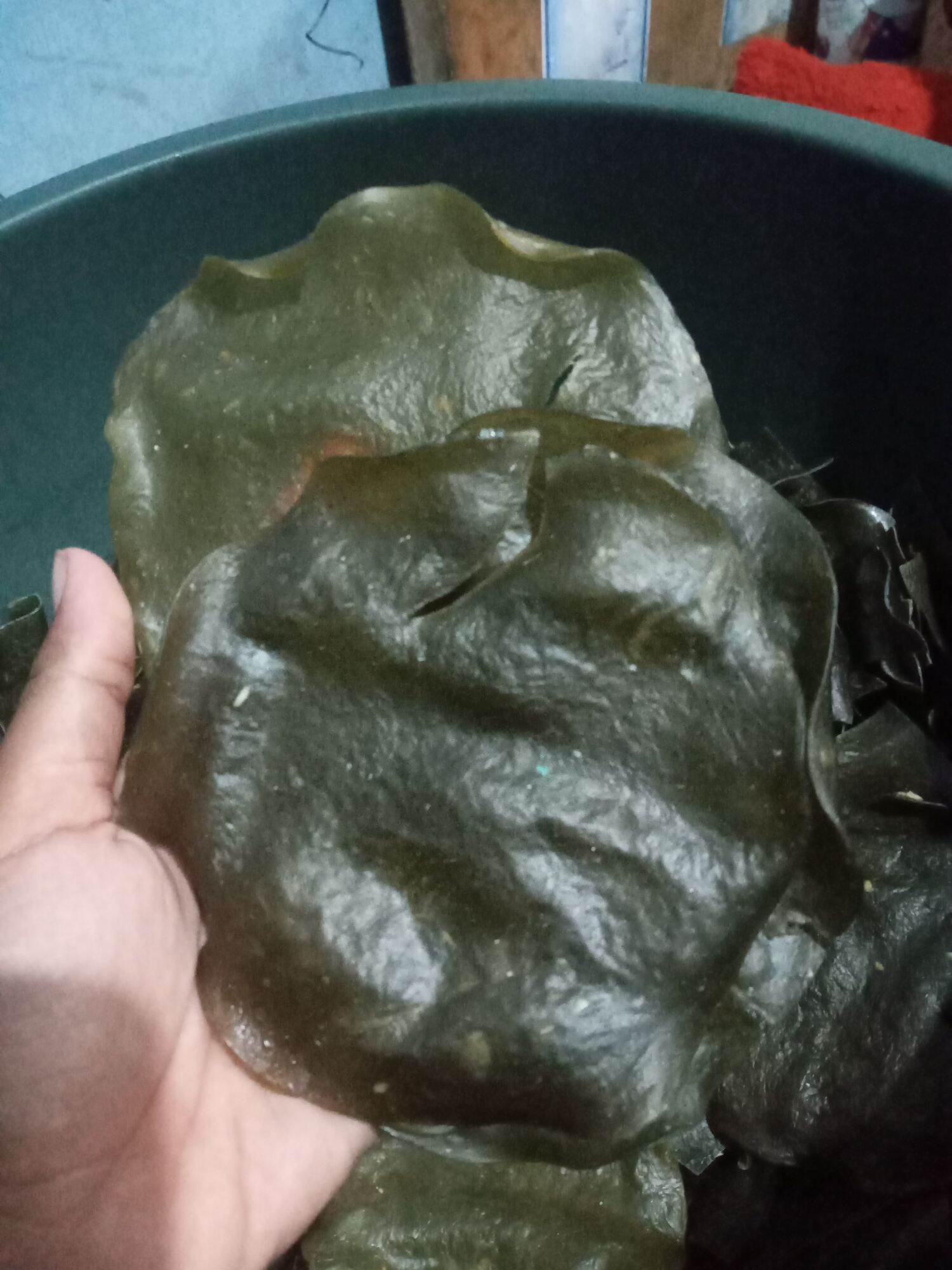 kerupuk elod mentah /kerupuk elod mentah isi 30 biji perpack /cemilan ...