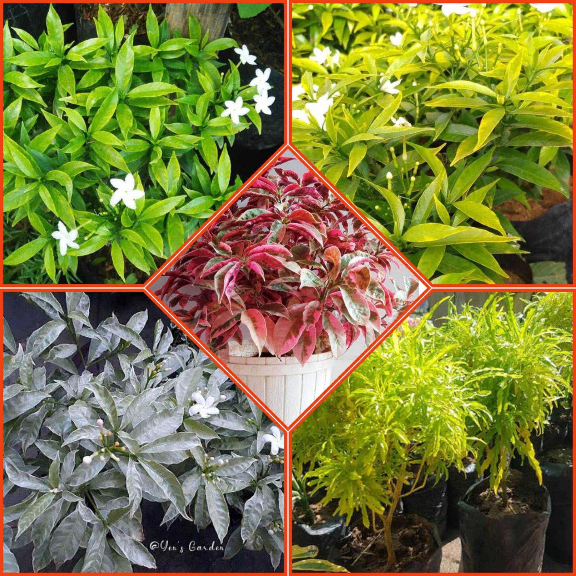 Romosan 5 jenis Tanaman hias Murah | Lazada Indonesia