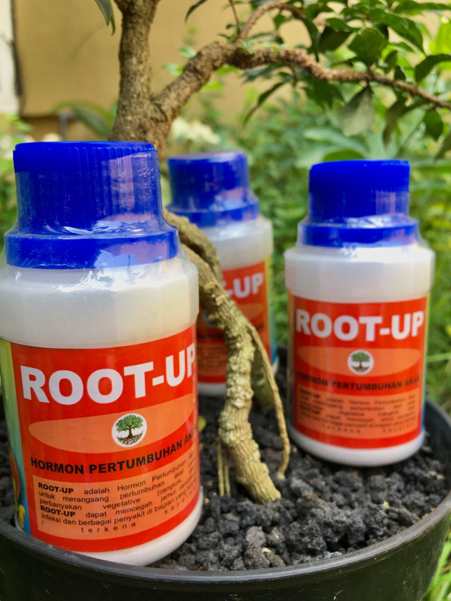 ROOT UP 100gr Hormon Pertumbuhan Akar | Lazada Indonesia