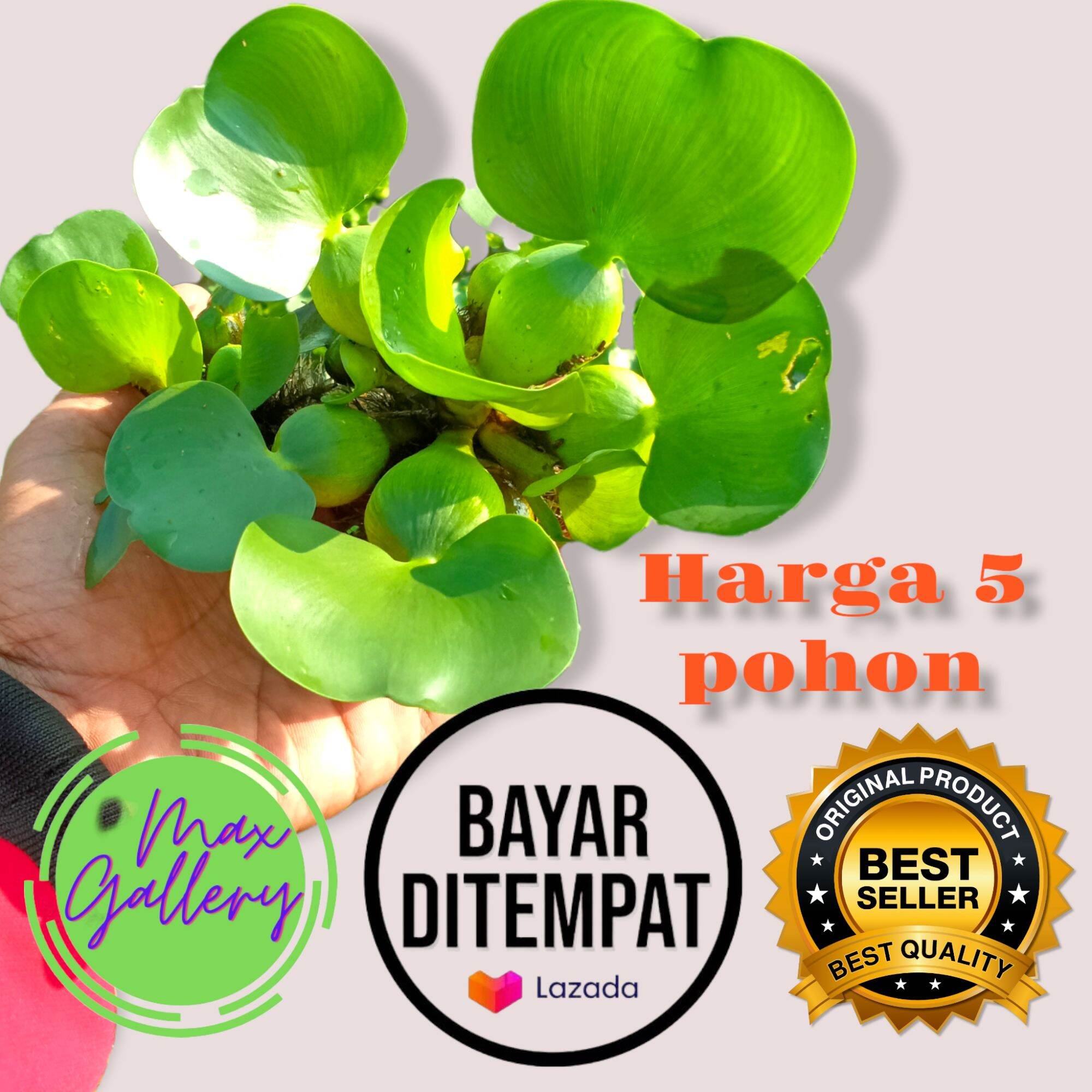 ECENG GONDOK HIASAN KOLAM /5 POHON | Lazada Indonesia