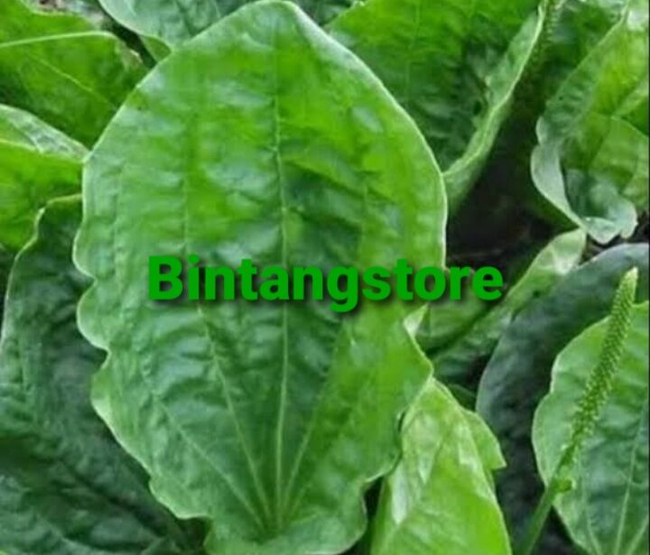 Daun sendok segar / daun kiurat segar 250 gram | Lazada Indonesia