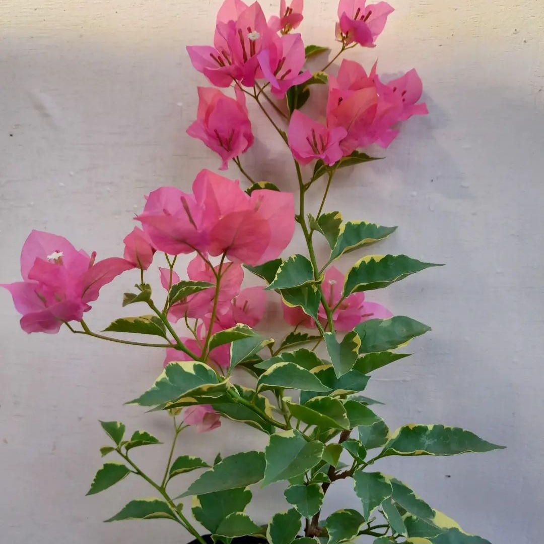 Tanaman Hias Pohon Bunga Bougenvile Variegata Pink Pohon Bunga