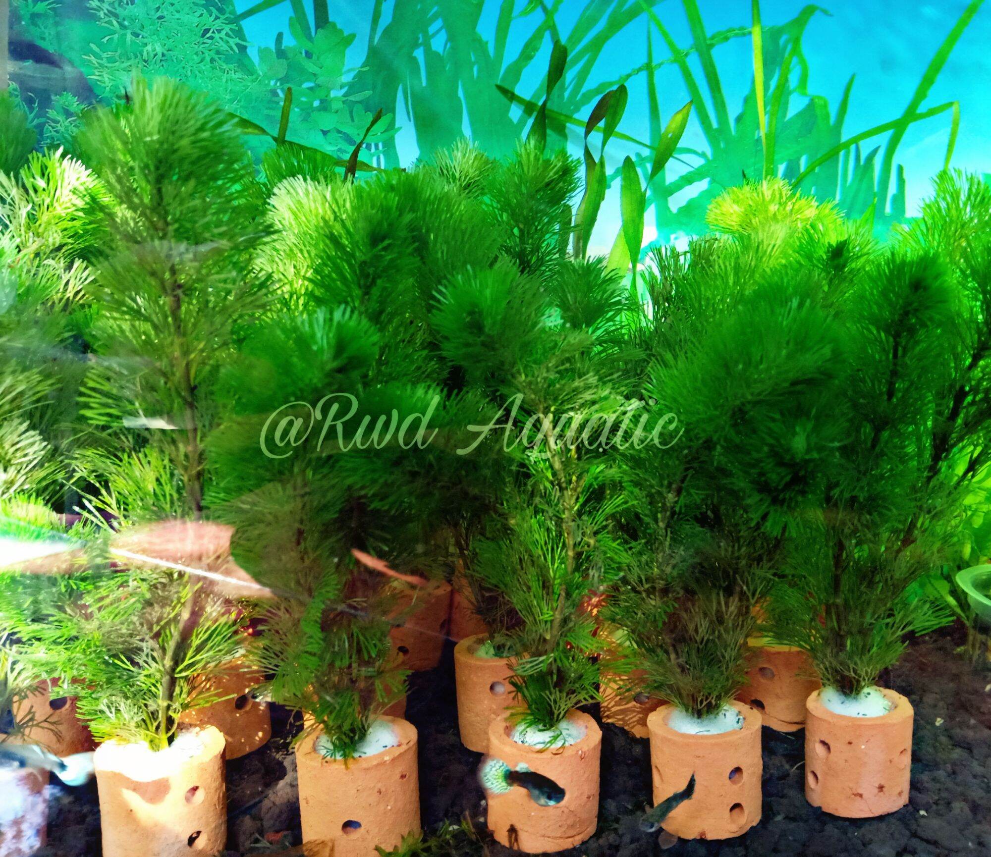 Cabomba Green - Tanaman Aquascape | Lazada Indonesia