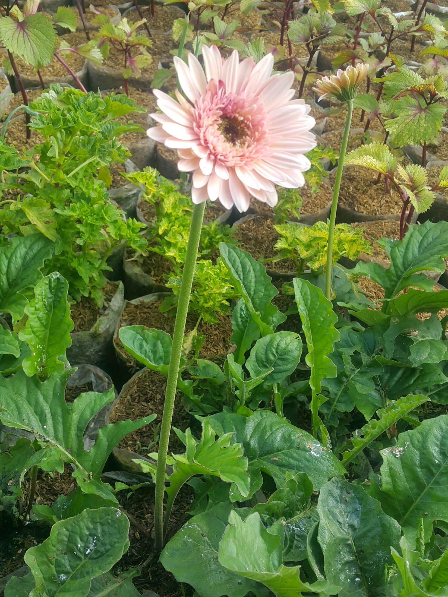 Tanaman Hias # Garbera warna bunga random | Lazada Indonesia