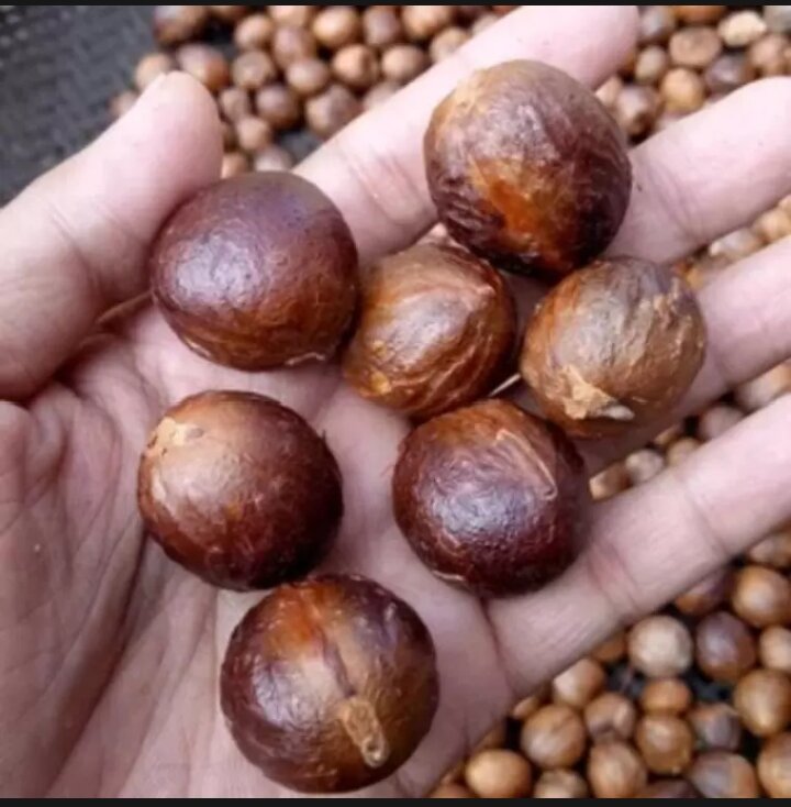 Buah pala kering super per 1 pcs . biji pala kering per buah | Lazada ...