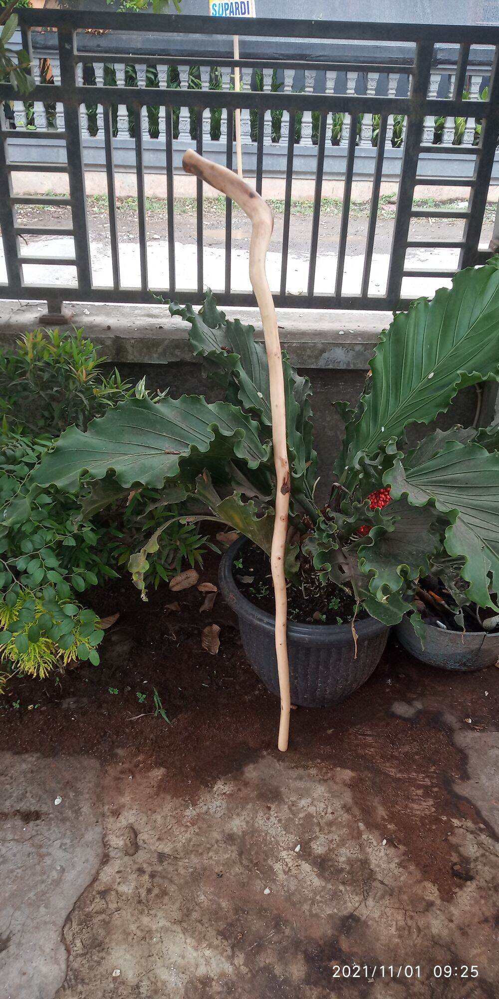 tongkat jalan kayu setigi laut mdl1222 | Lazada Indonesia