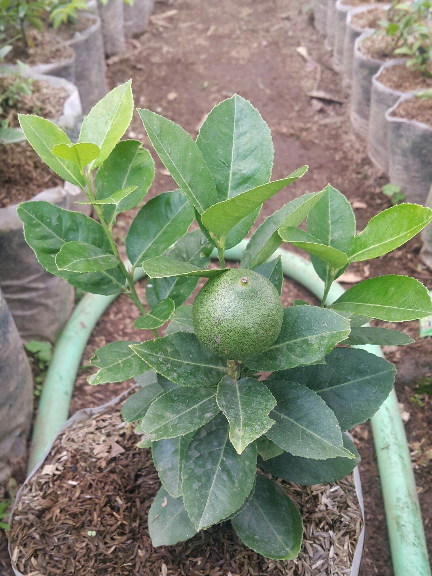 Tanaman pohon jeruk lemon | Lazada Indonesia