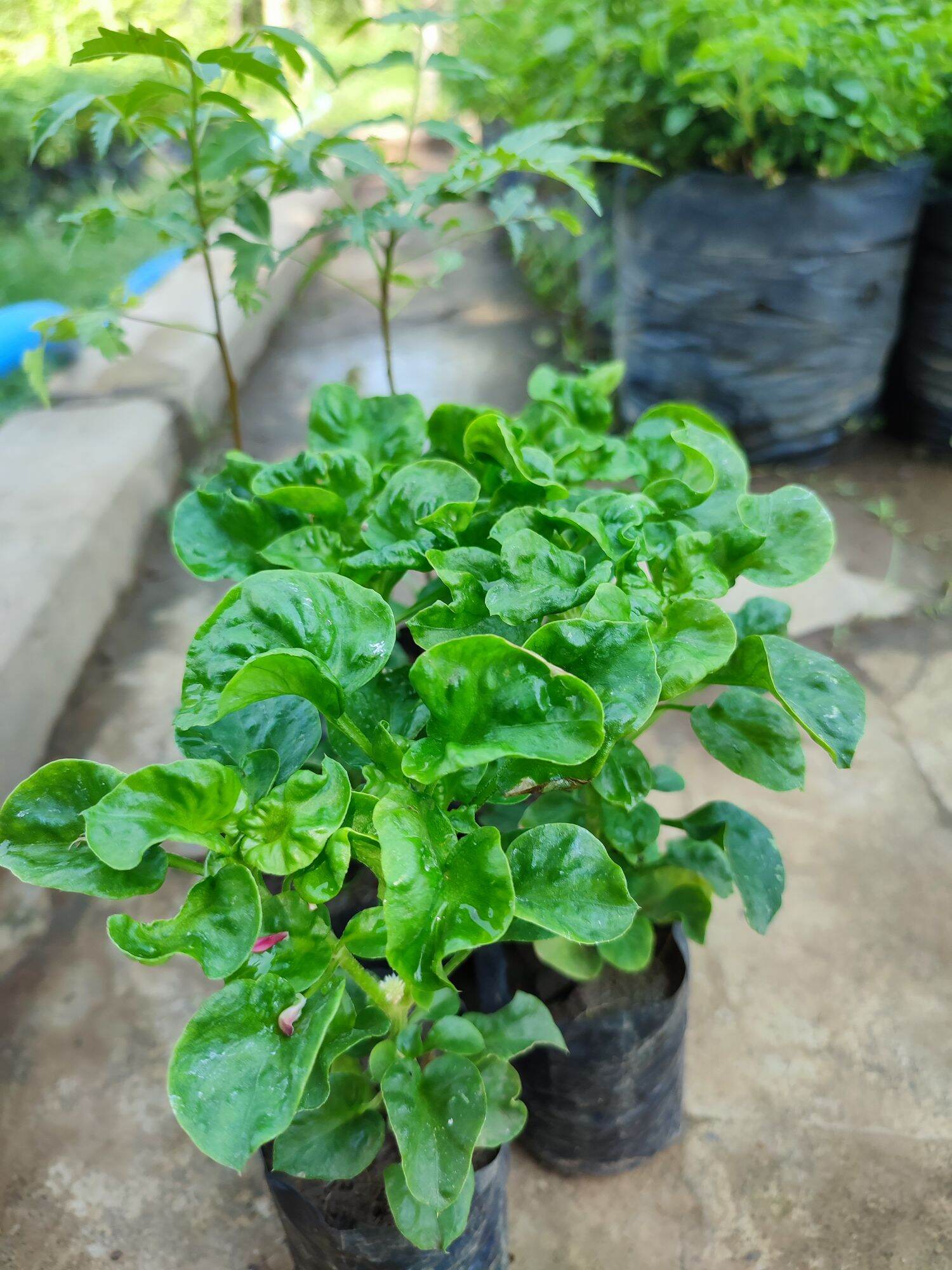 Bibit Bayam Brazil-Pohon Tanaman Bayem Brazil,Tanaman Sayur | Lazada ...