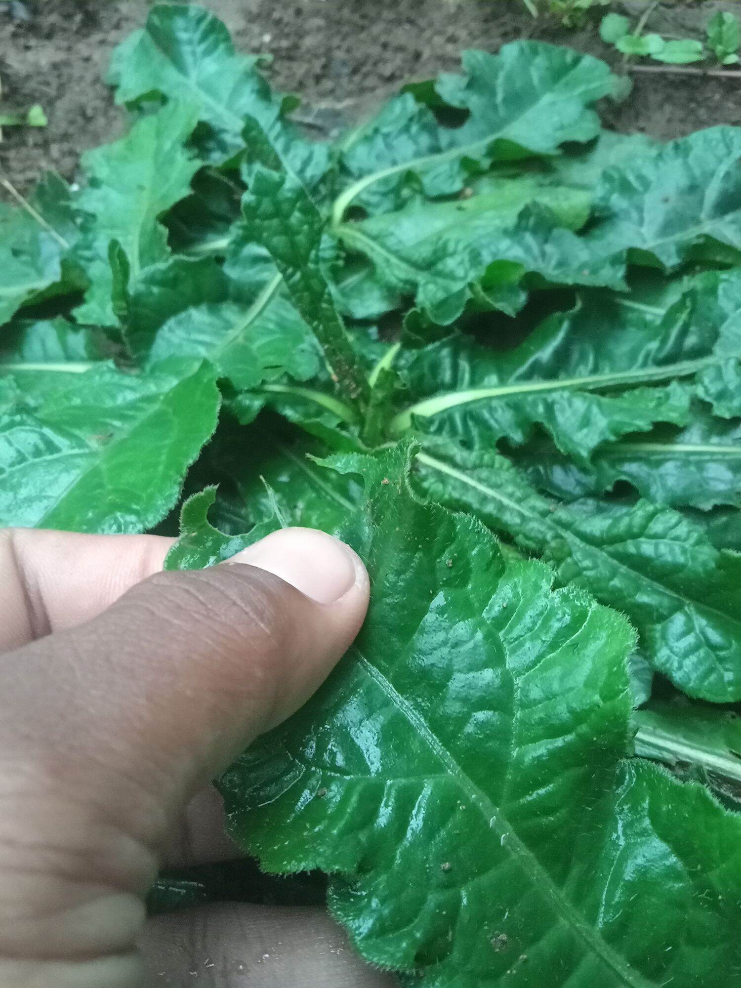 Tapak Liman Segar Bugar (Netto 250 Gram) Tanaman Liar Istimewa ...