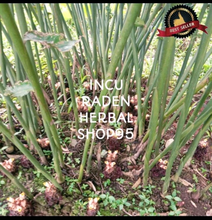 bibit tanam pohon rangas parahulu manis segar | Lazada Indonesia