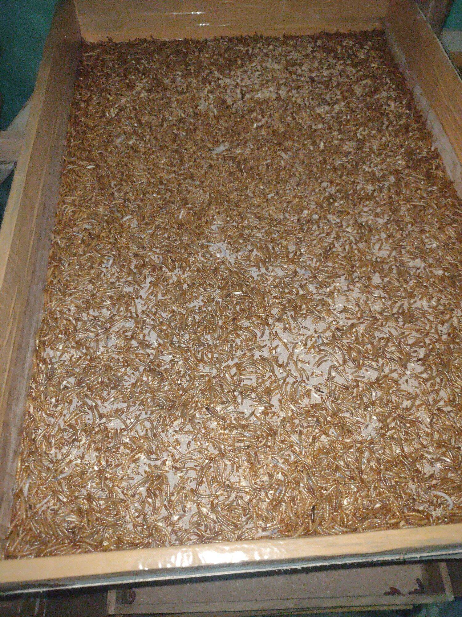 ulet hongkong | Lazada Indonesia