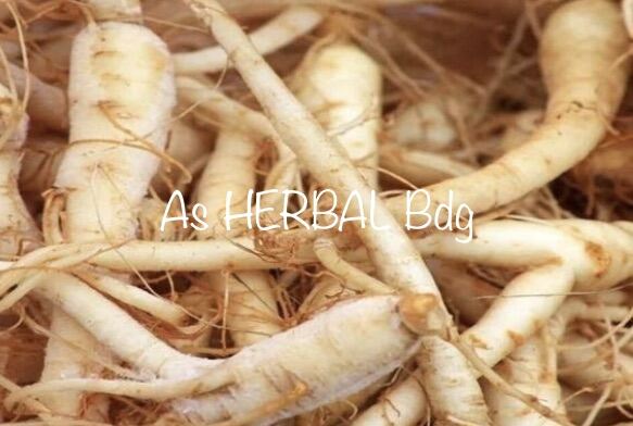 Ginseng jawa segar umbi ginseng jawa | Lazada Indonesia