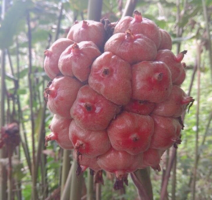 Buah kecombrang atau buah honje pink 2 batang buah | Lazada Indonesia