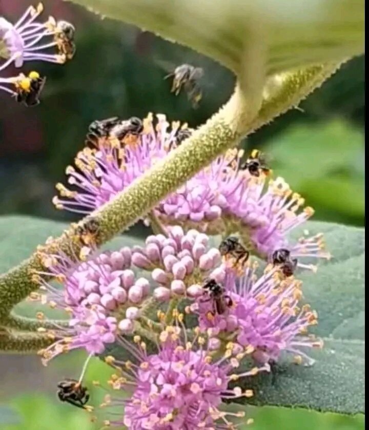 promo vegetasi lebah bunga beauty berry tanaman hias pakan klanceng ...