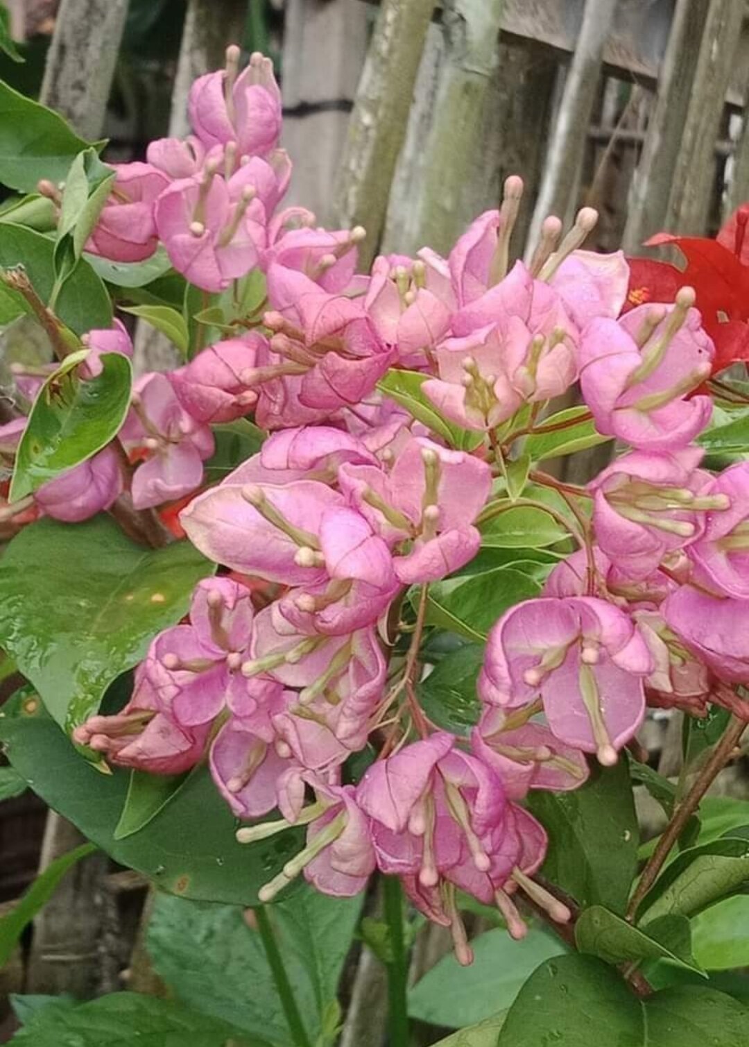 Bugenvil anggur pink | Lazada Indonesia