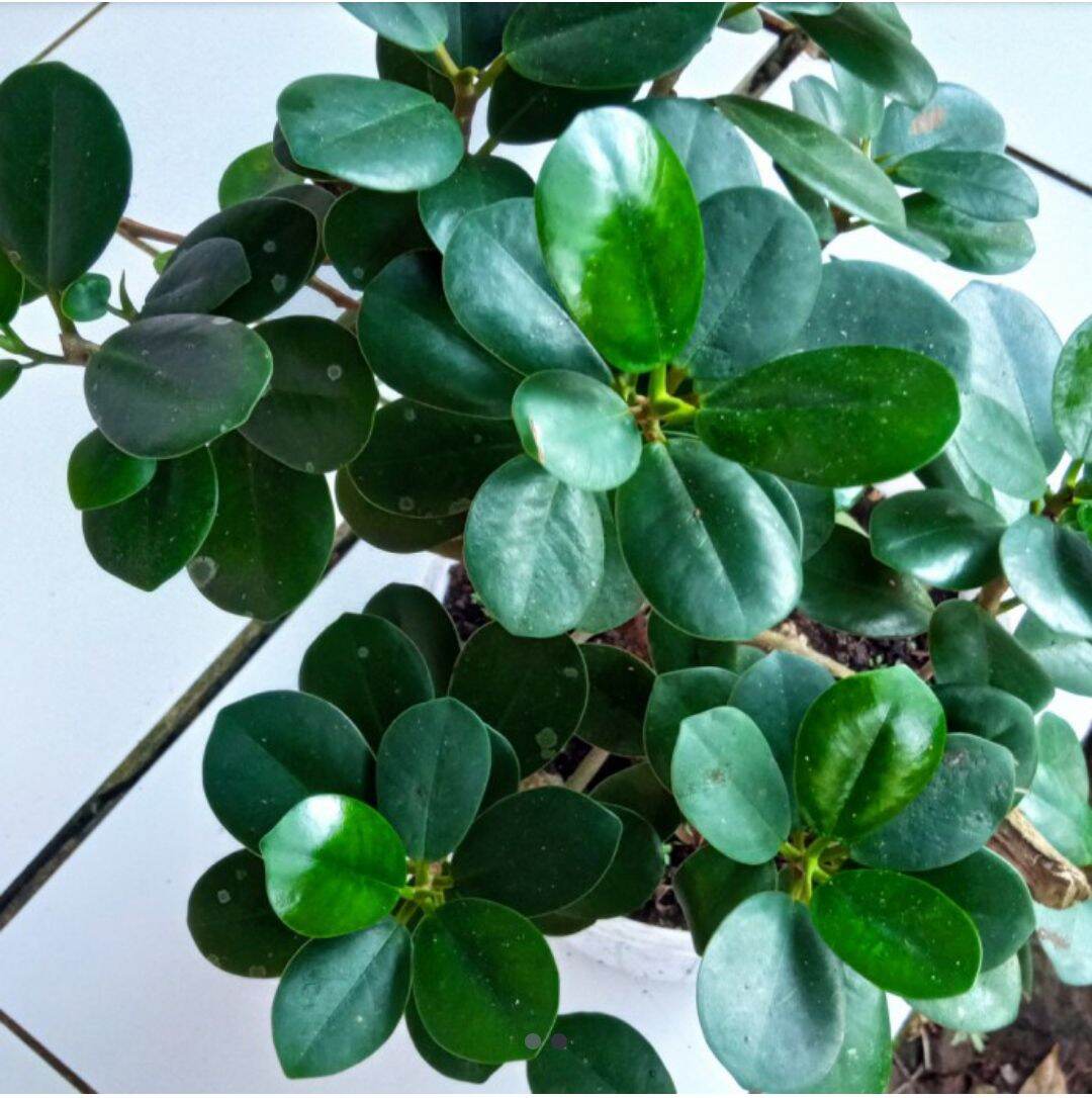 Tanaman pohon dolar | Lazada Indonesia