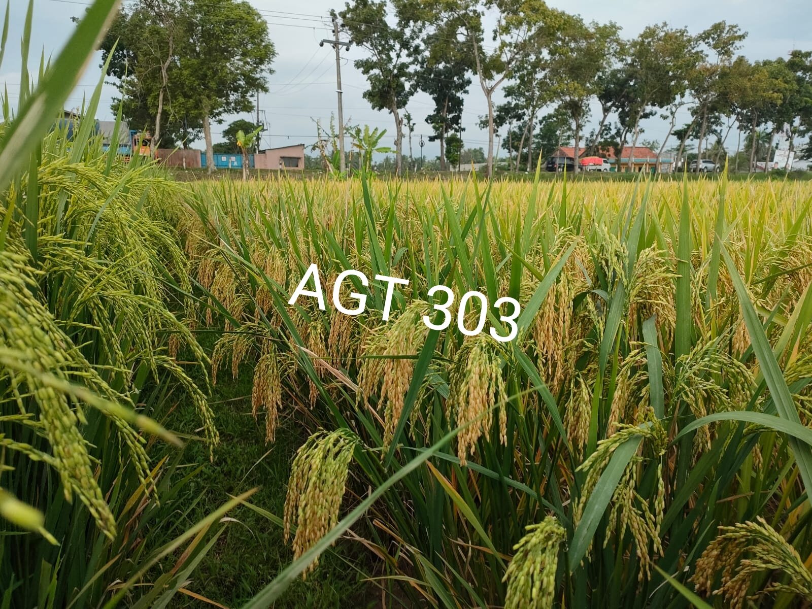 Bibit padi 303 AGT aromatik premiun kemasan 5 KG | Lazada Indonesia