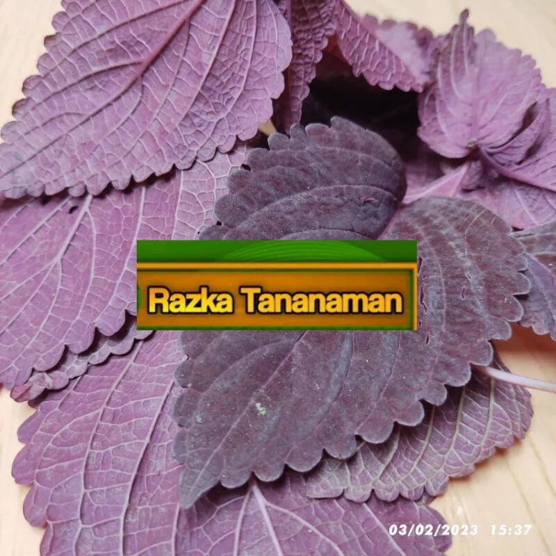 daun miana atau jawerkotok 50 lembar herbal | Lazada Indonesia