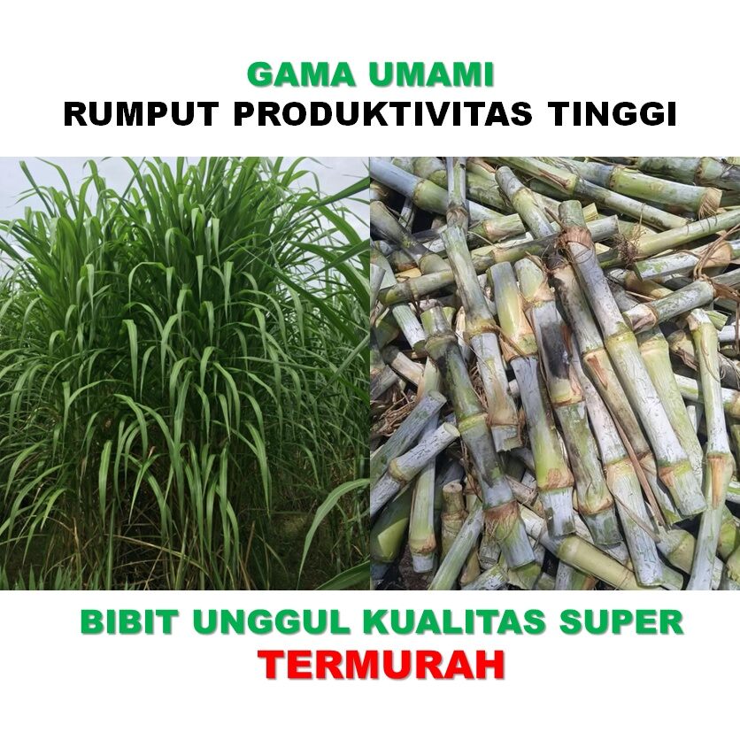 Termurah Bibit Rumput Gama Umami 1 kg | Lazada Indonesia