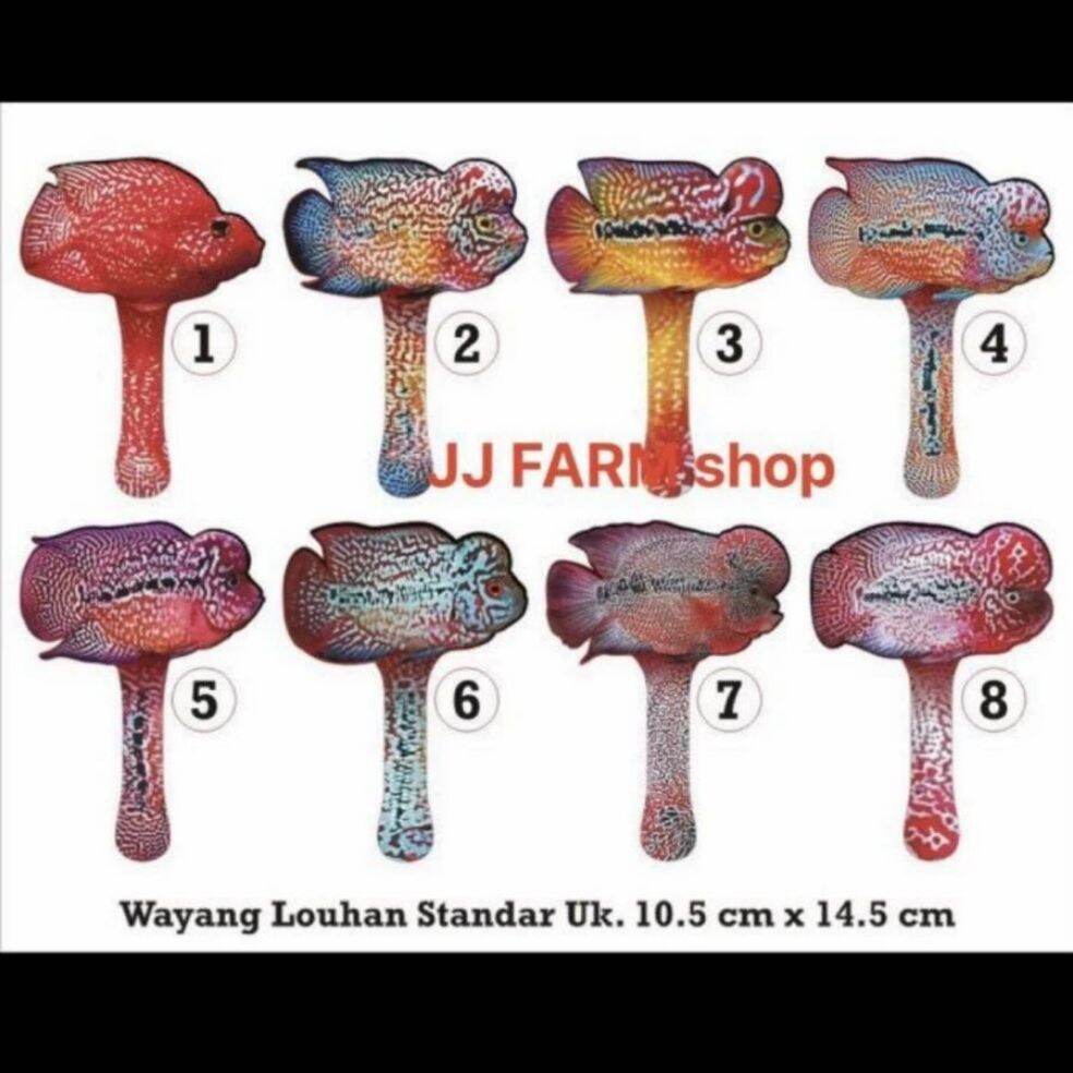 wayang ikan louhan lohan parot untulan mental ukuran besar full akrilik ...