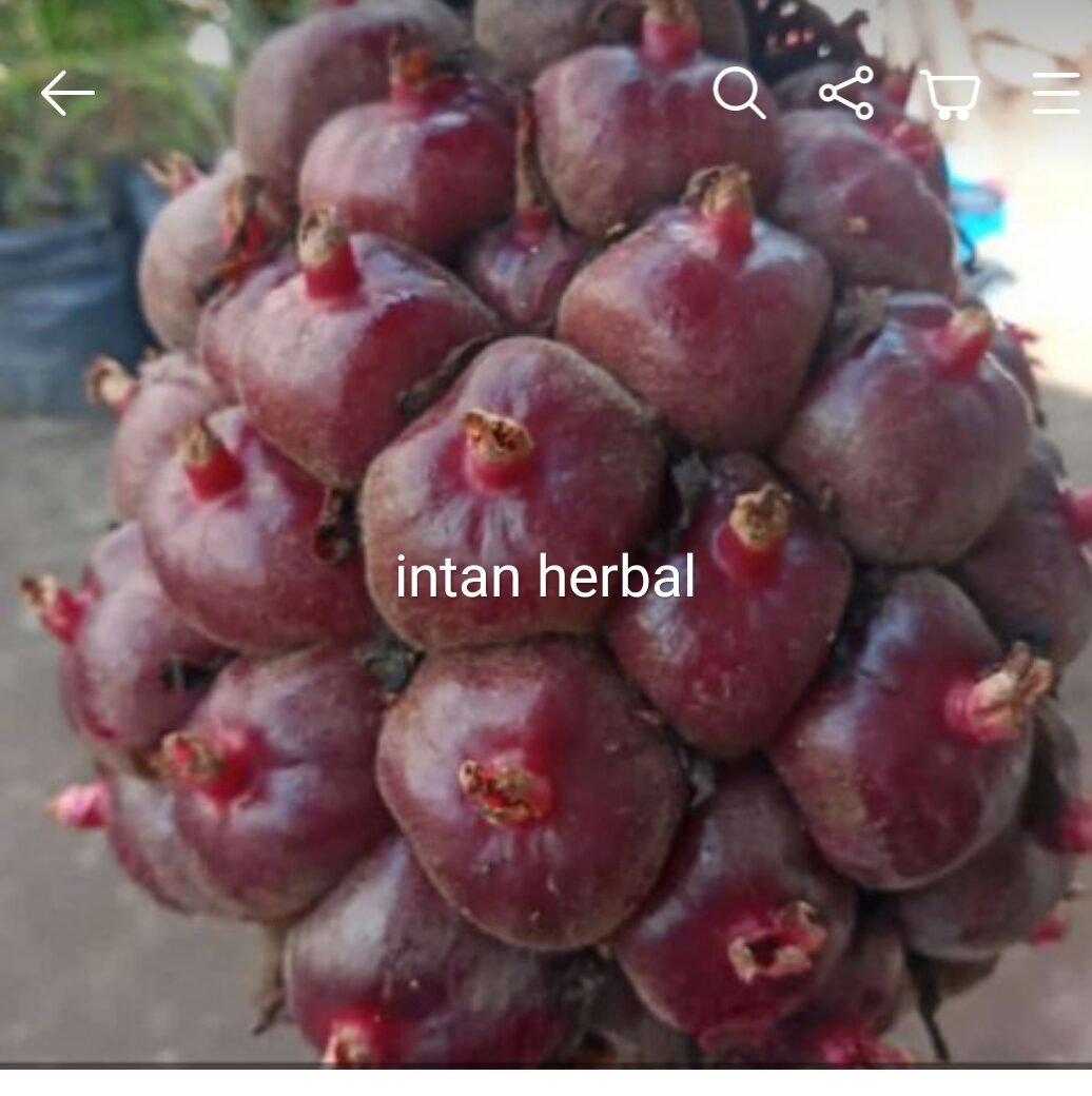buah honje laka per 1 kg | Lazada Indonesia