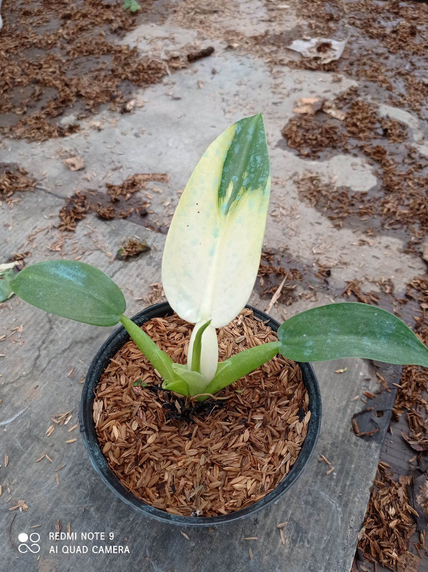 Philo Katak Variegata / Philo Eceng | Lazada Indonesia