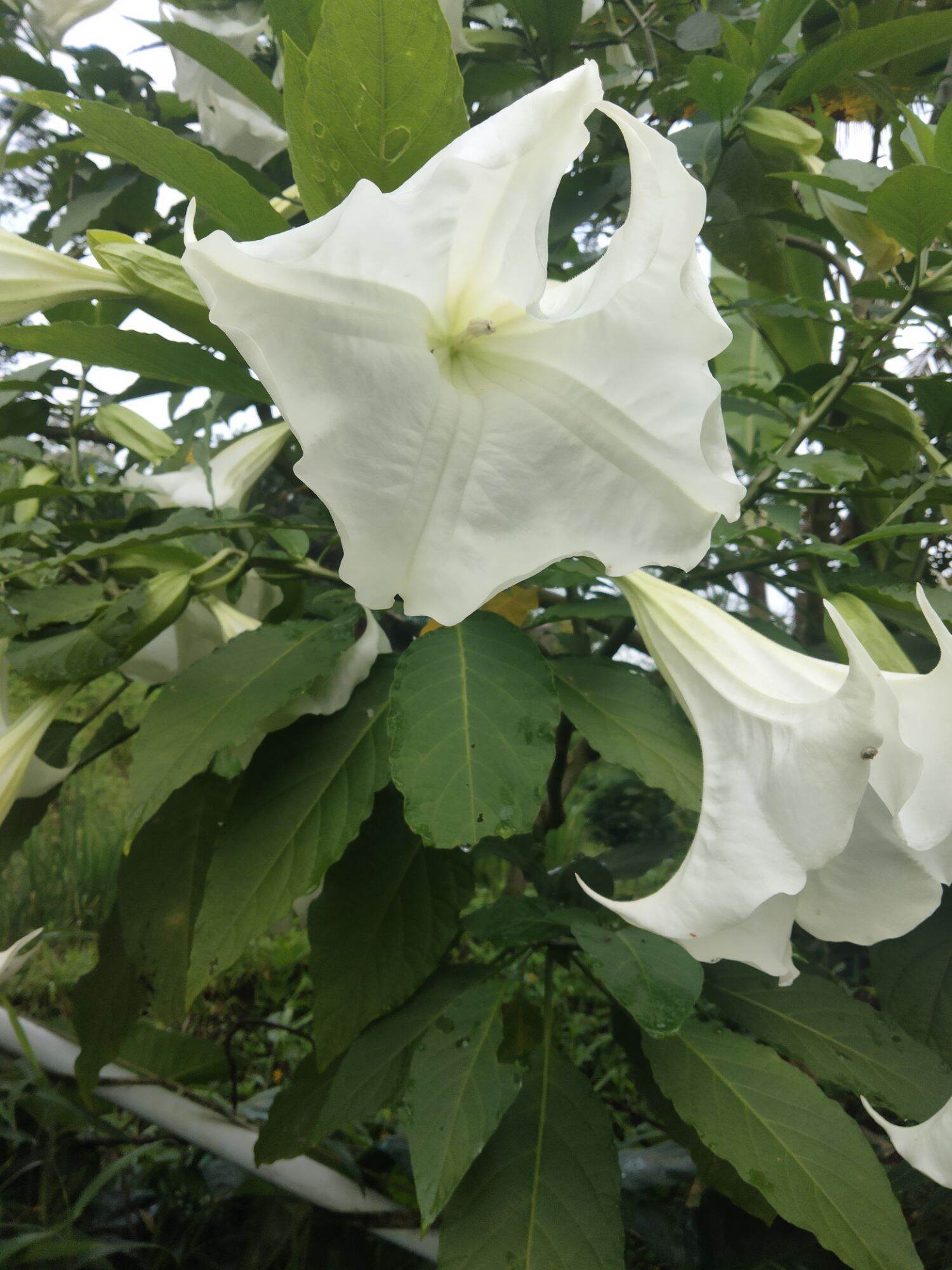 jual daun kecubung bunga putih 500 gram | Lazada Indonesia