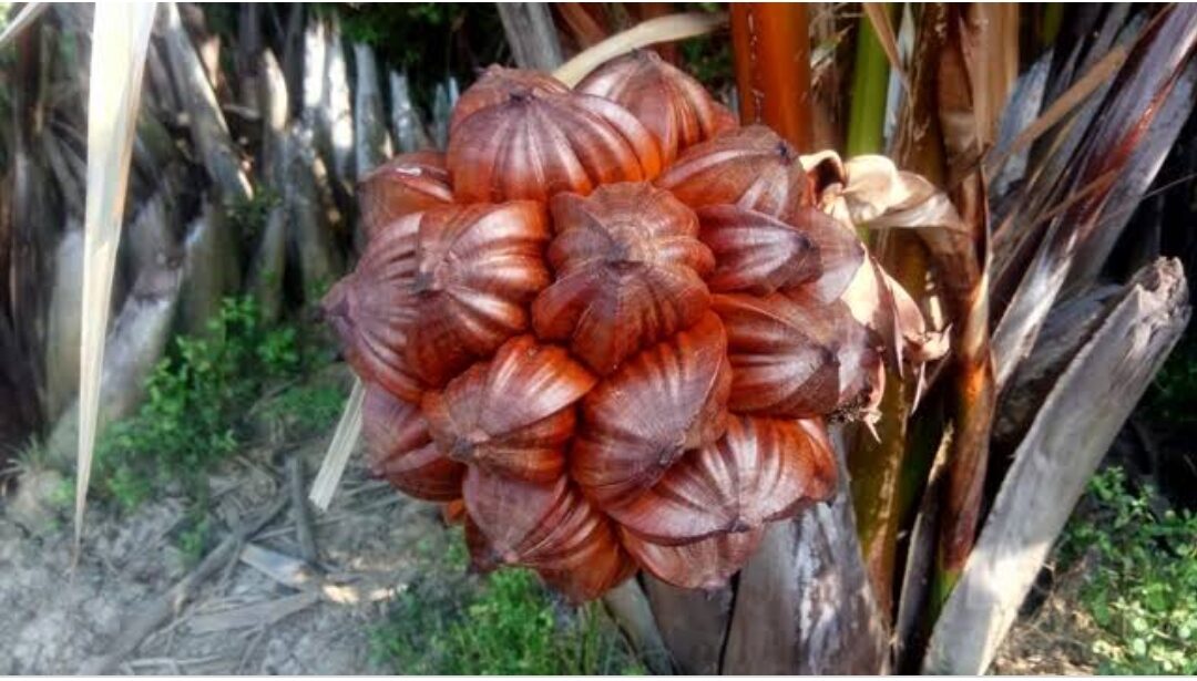 Buah nipah / buah rawa / buah daon / buah endemik / buah dipetik ...