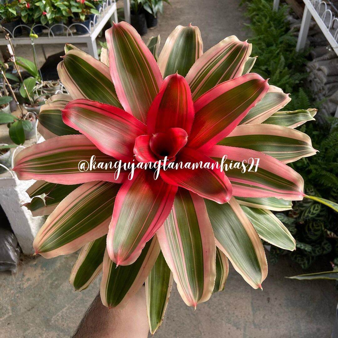 TANAMAN HIAS BROMELIA HIDUP, BROMELIA TANAMAN HIDUP | BISA BAYAR ...