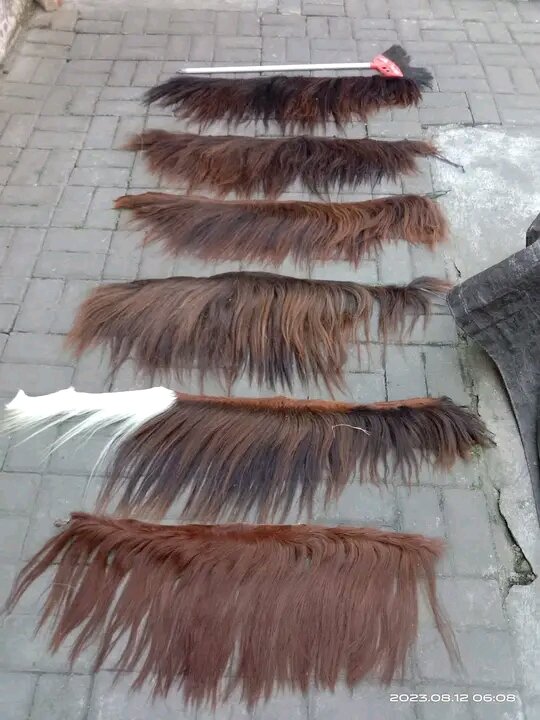 Suri kuda atau rambut kuda | Lazada Indonesia