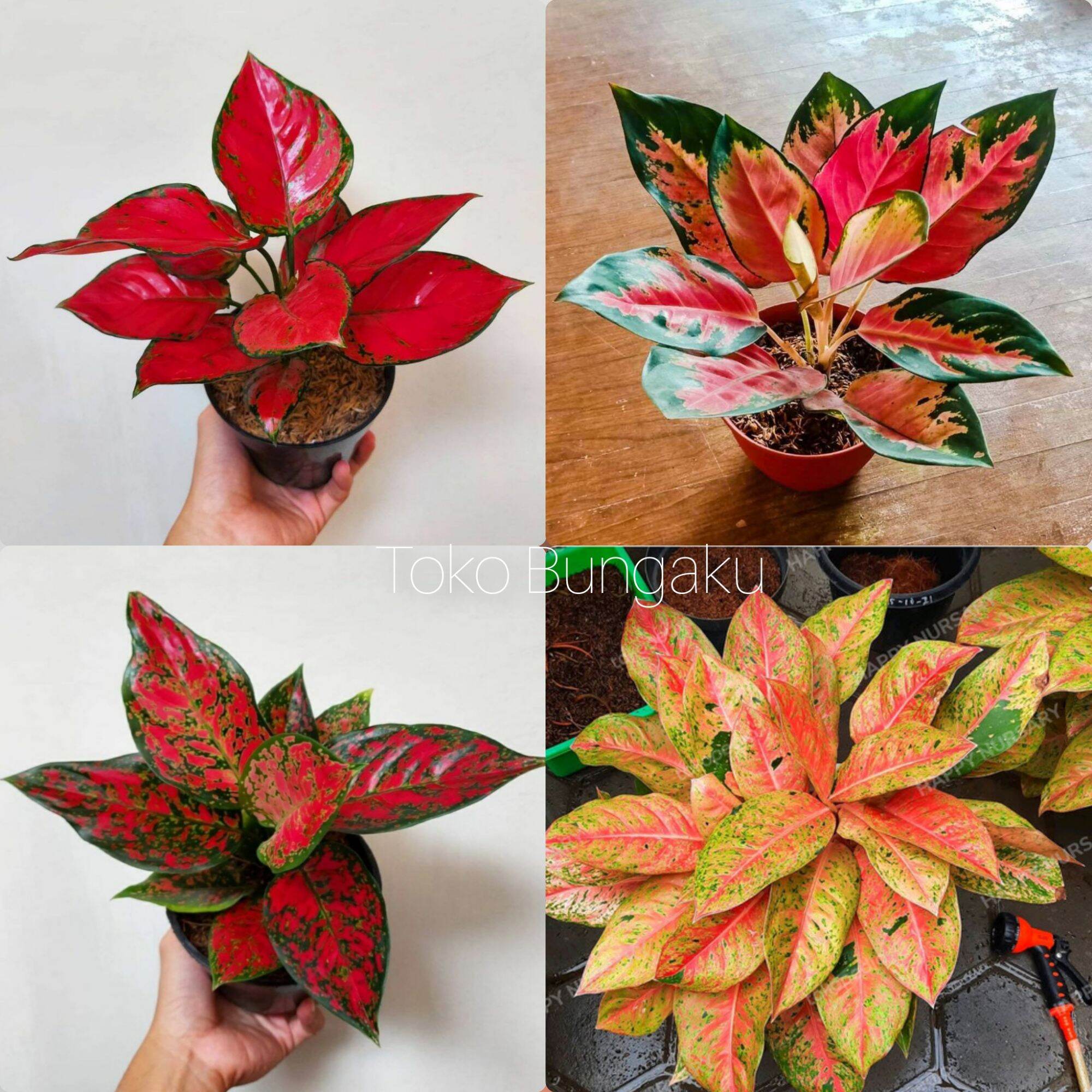 Paket 4 Aglonema viral daun 5-8 | Lazada Indonesia