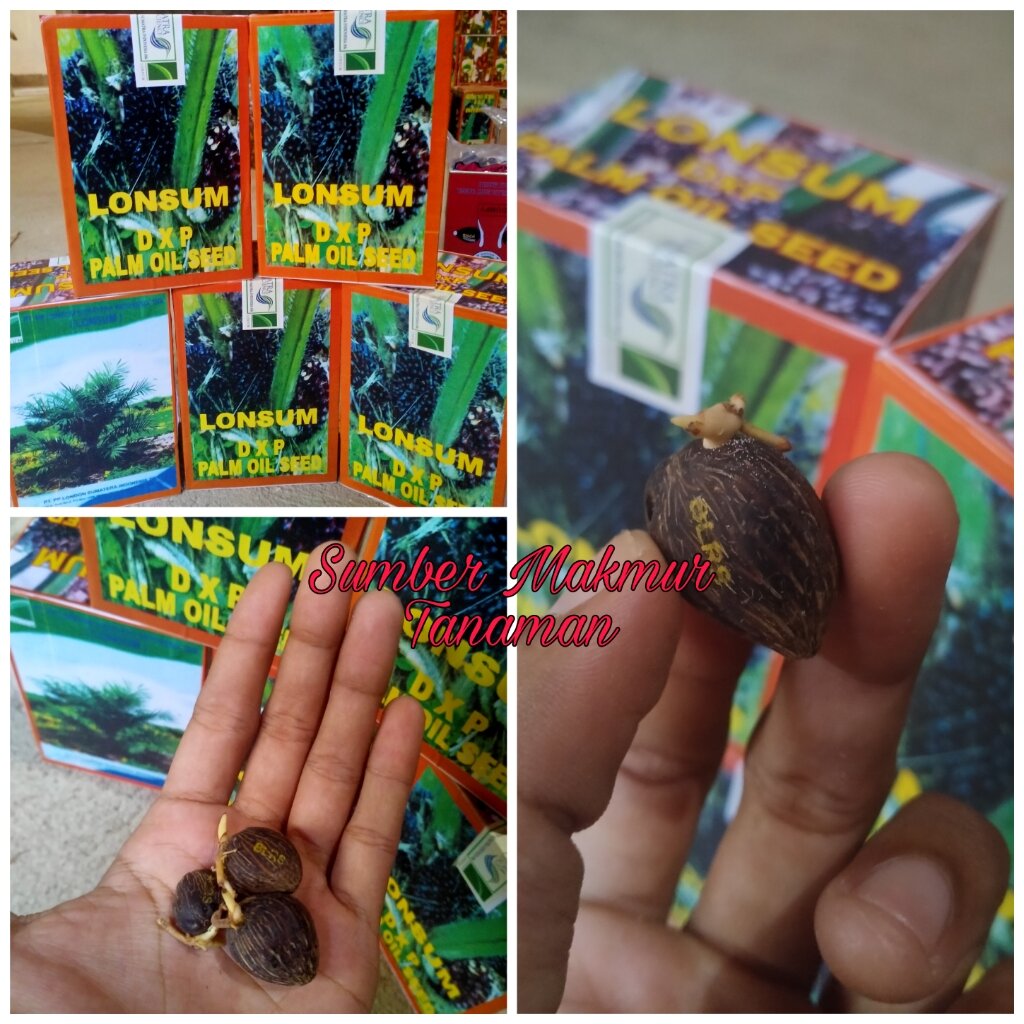 Bibit benih kecambah sawit lonsum unggul | Lazada Indonesia