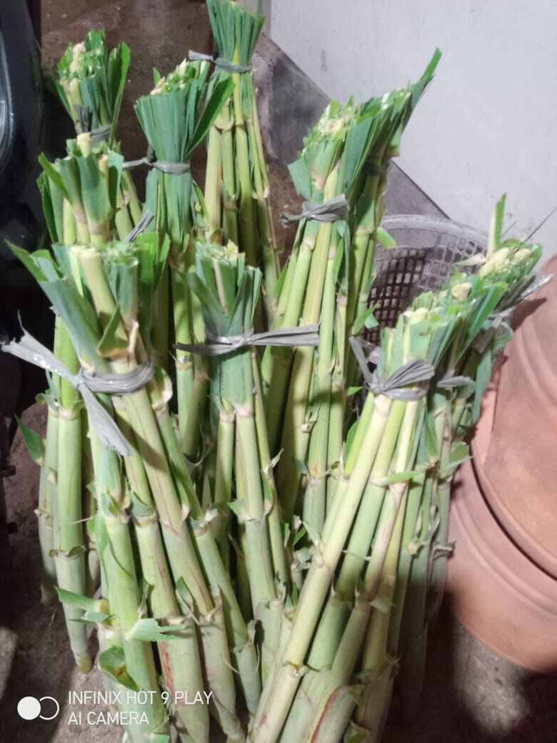 SAYUR TERUBUK / telor tebu isi 500 gram | Lazada Indonesia