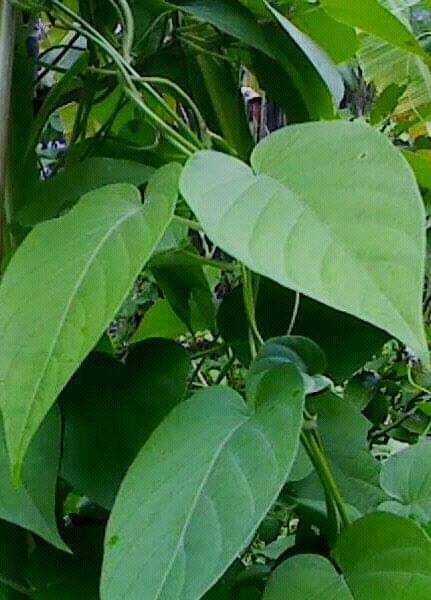 HERBAL DAUN KENTUT FRESH 500 GRAM | Lazada Indonesia