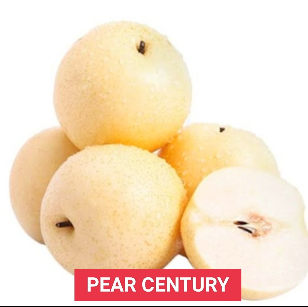 Buah Pir Century/ Pear Century Buah Segar Ibaza fruitsBOX | Lazada ...