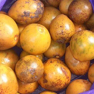 Buah campolay atau Alkesah atau buah campoleh matang segar per 1 kg ...