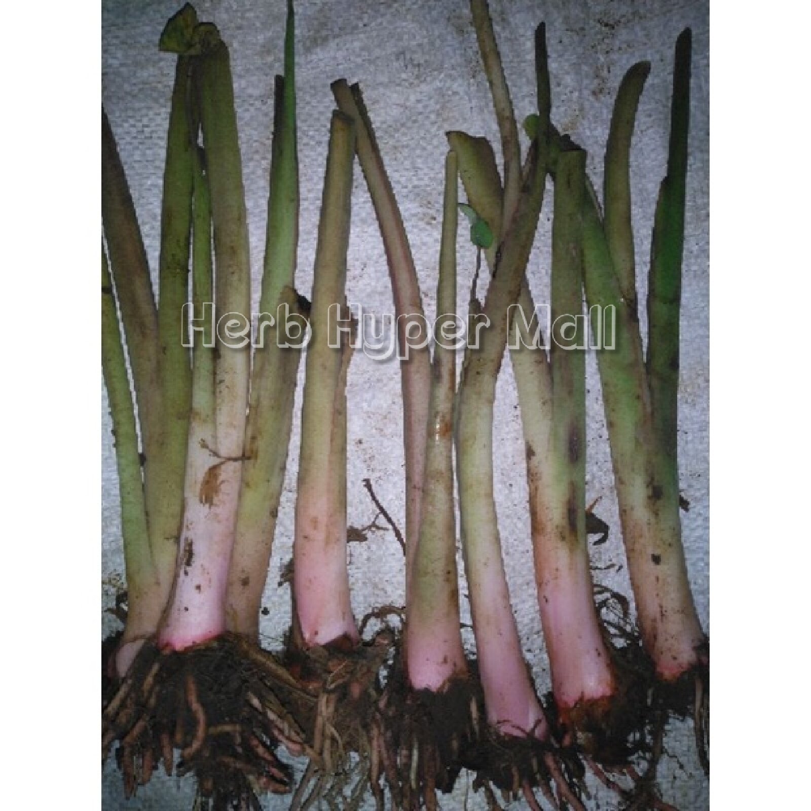 PAKET BIBIT TALAS PRATAMA 3 BERLIAN 500 BATANG PLUS BONUS 50 BATANG ...