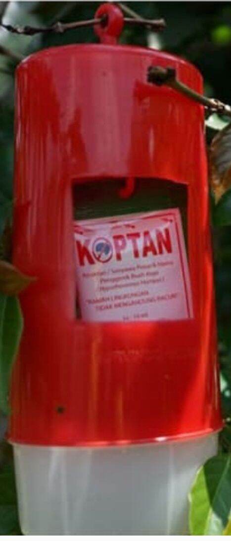 Koptan Atraktan/ feromon penarik hama buah kopi/ penggerek buah kopi ...